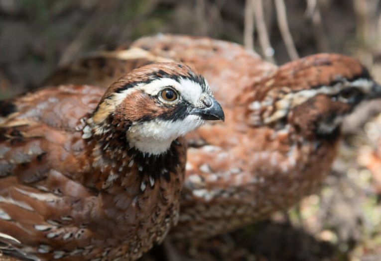 Boosting Wild Quail Populations: How the QuailSafe Quail Feeder and ...
