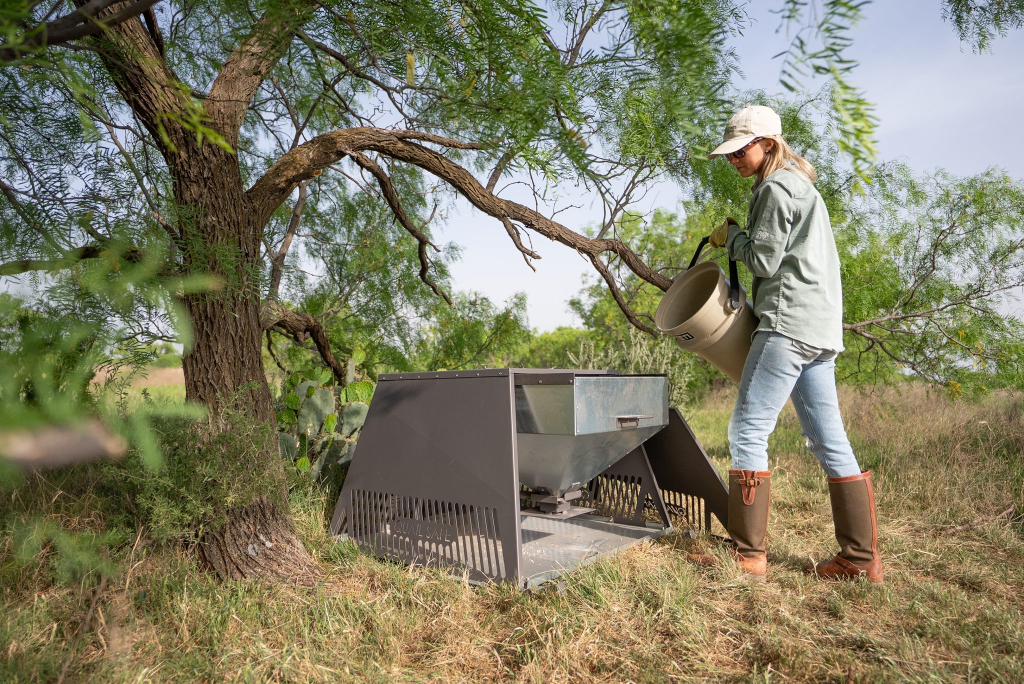 Boosting Wild Quail Populations: How the QuailSafe Quail Feeder and ...